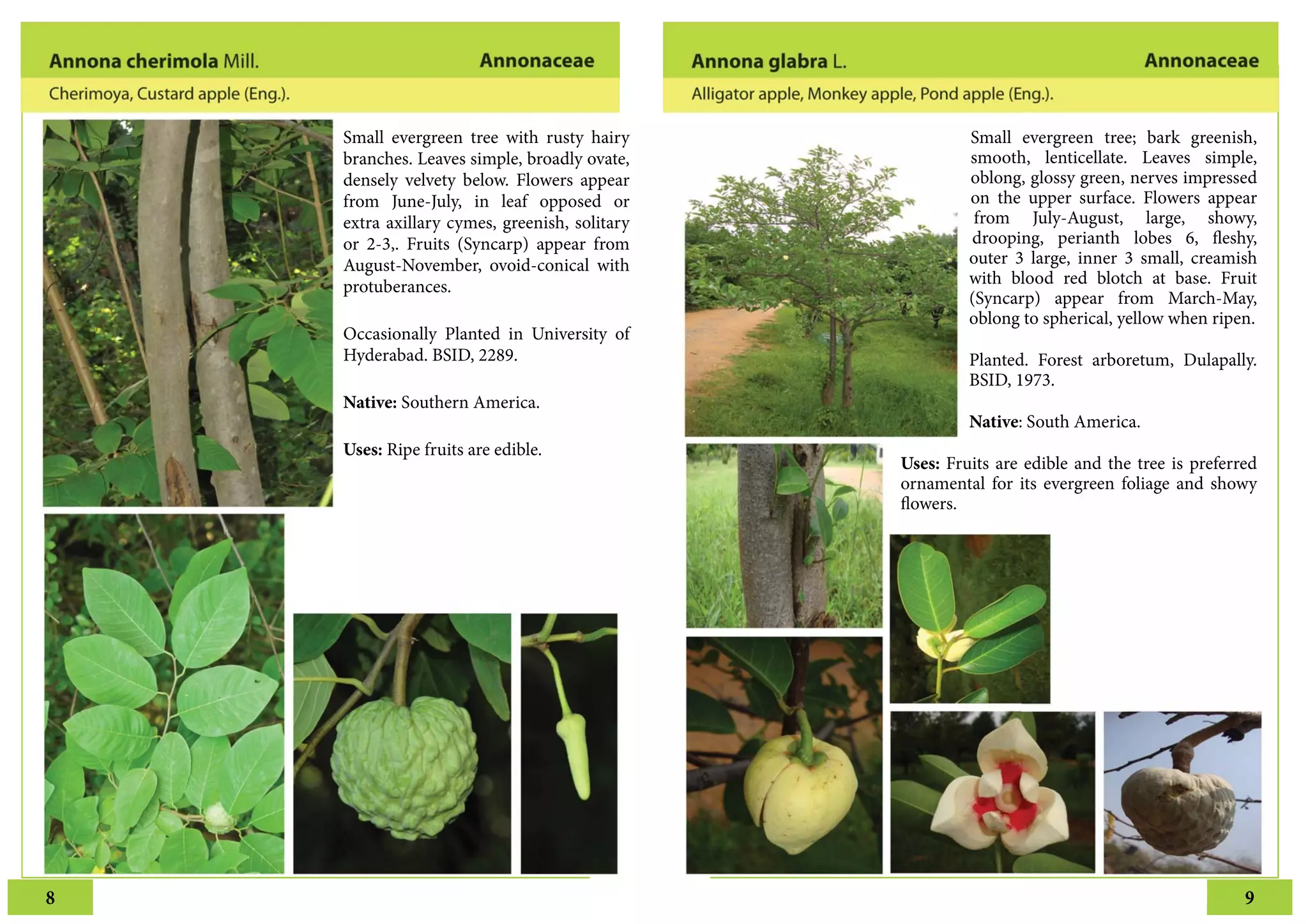 Trees of hyderabad | PDF