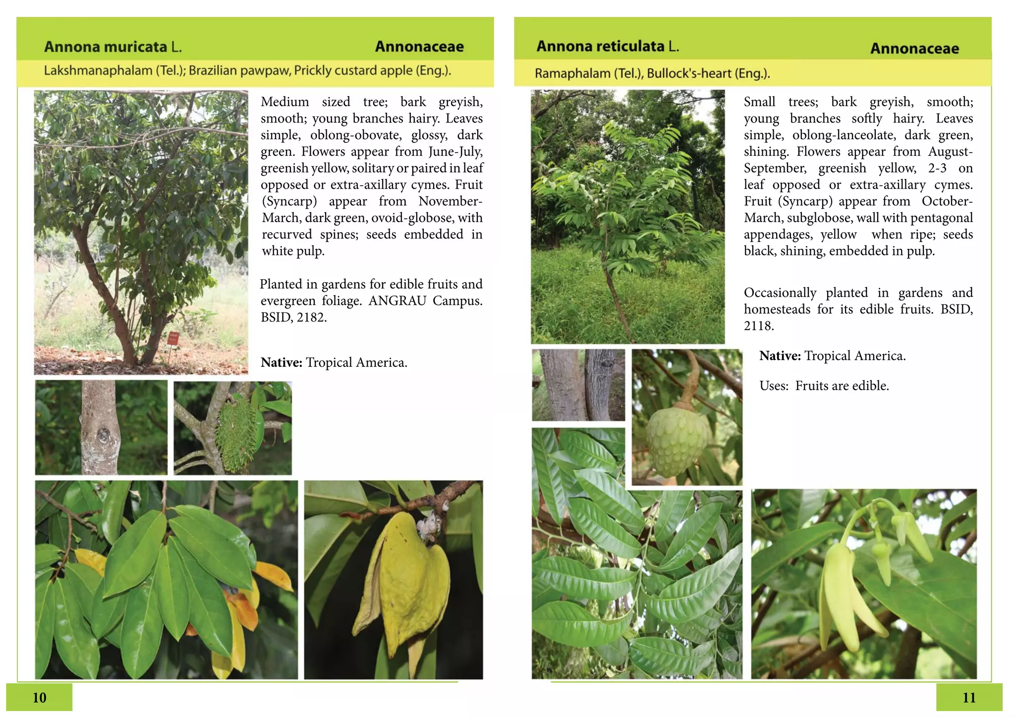 Trees of hyderabad | PDF