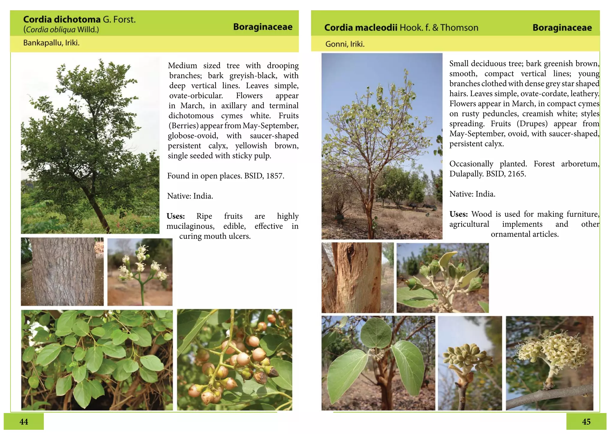 Trees of hyderabad | PDF
