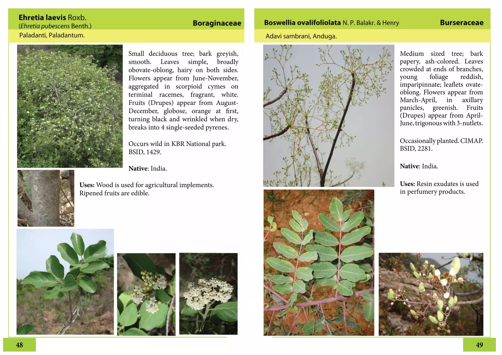 Trees of hyderabad | PDF