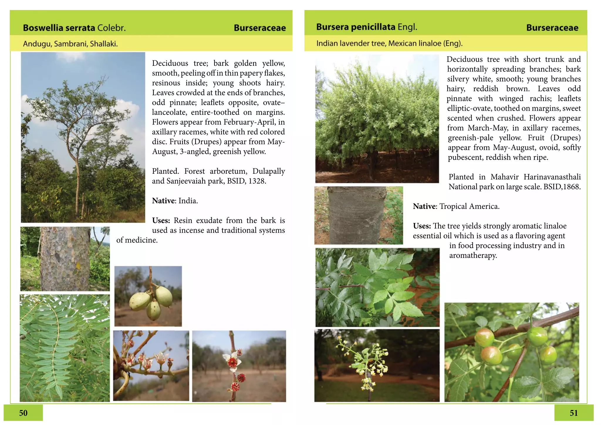 Trees of hyderabad | PDF