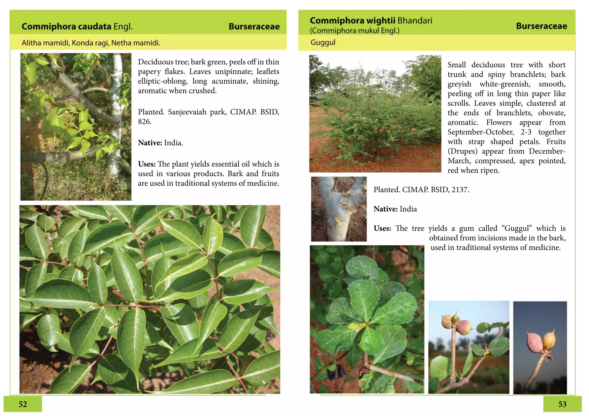 Trees of hyderabad | PDF