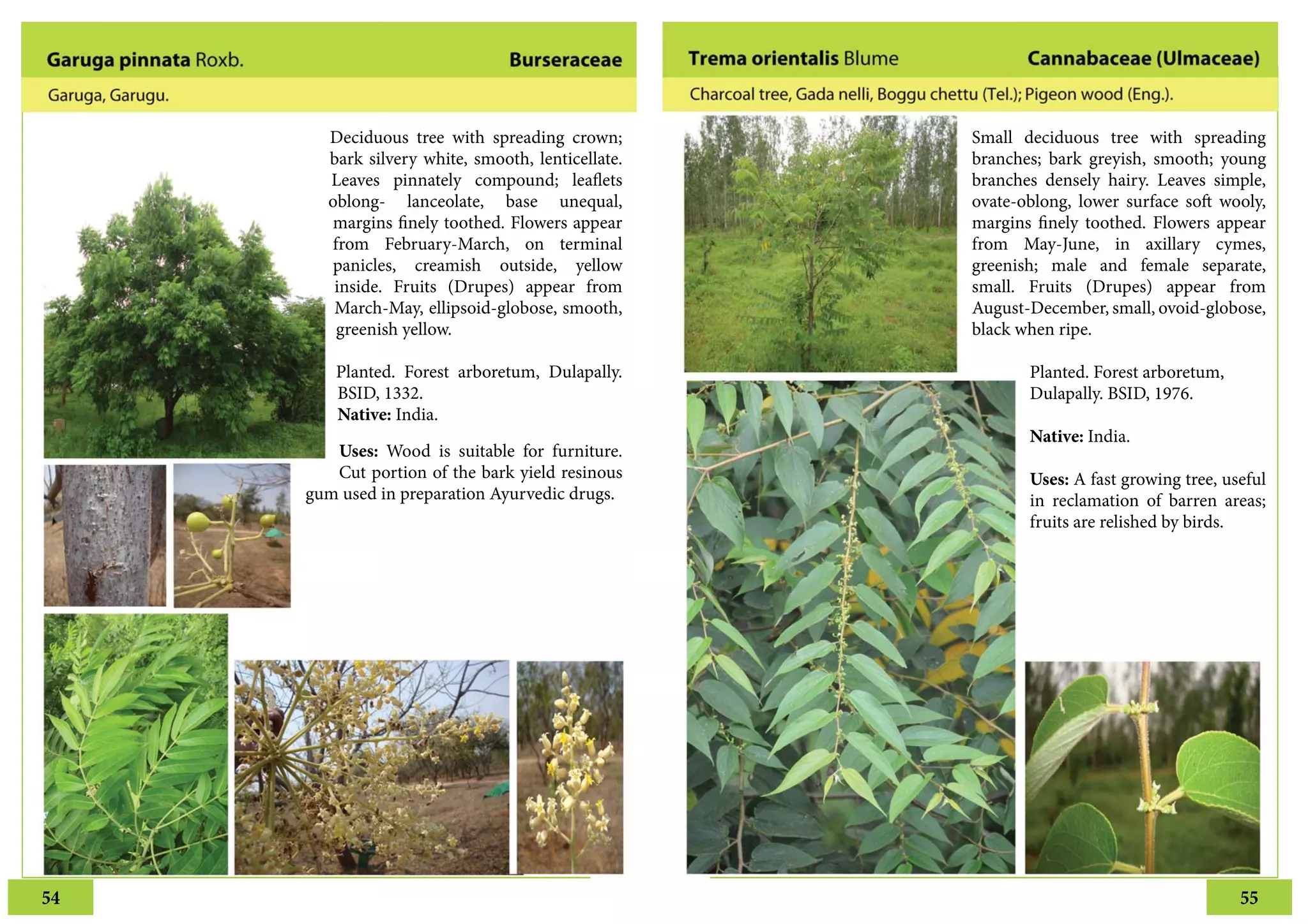 Trees of hyderabad | PDF
