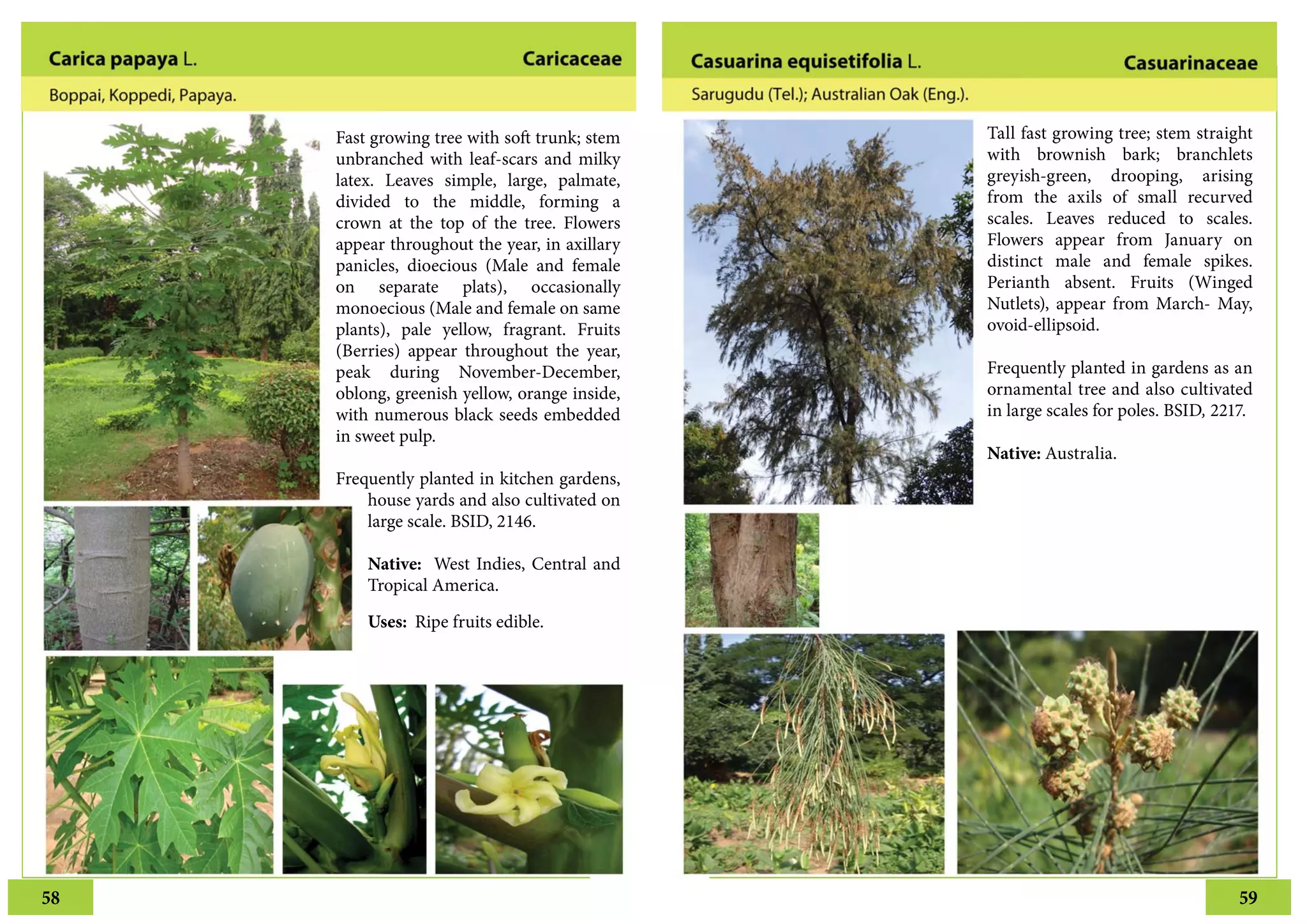 Trees of hyderabad | PDF