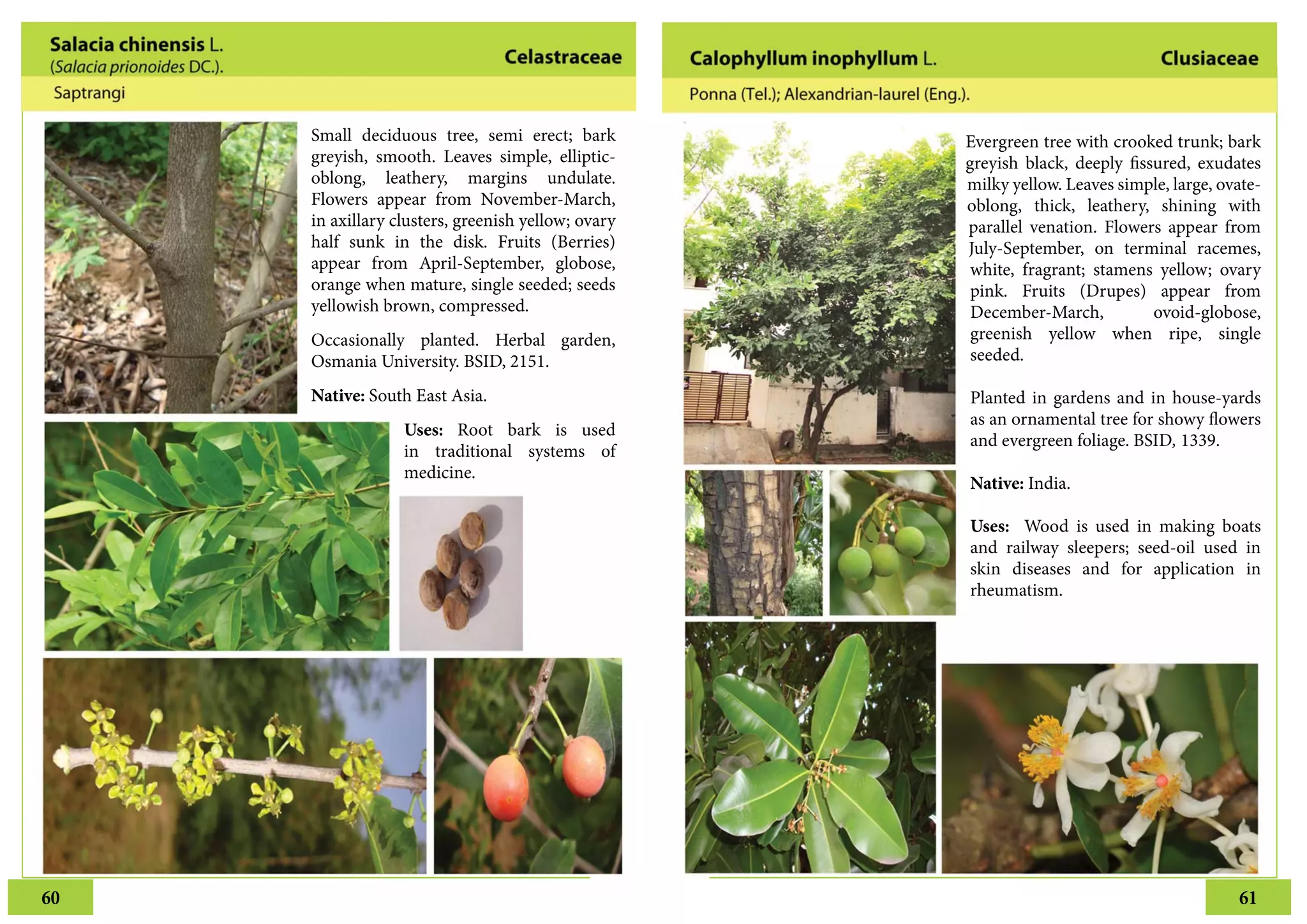 Trees of hyderabad | PDF