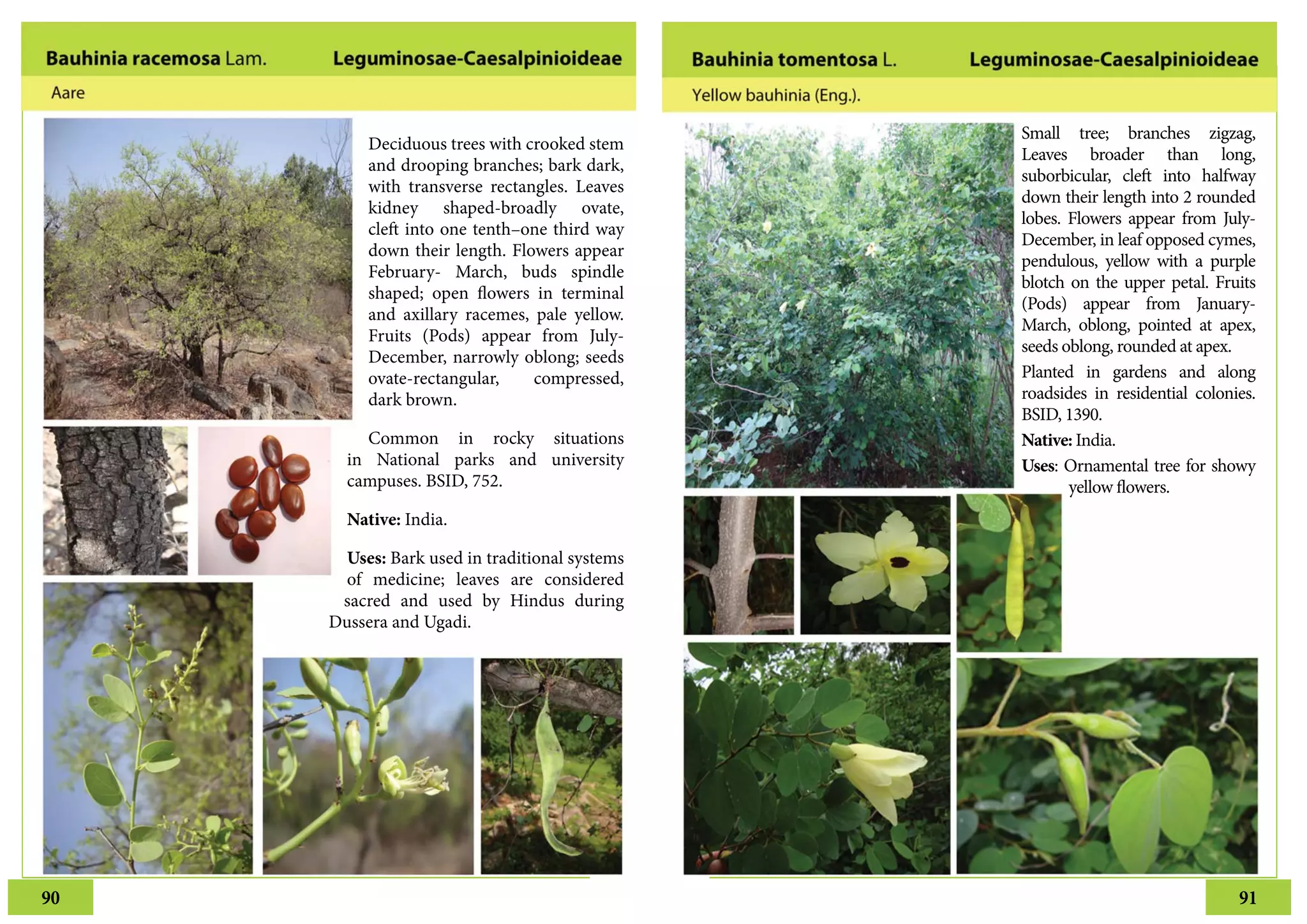 Trees of hyderabad | PDF