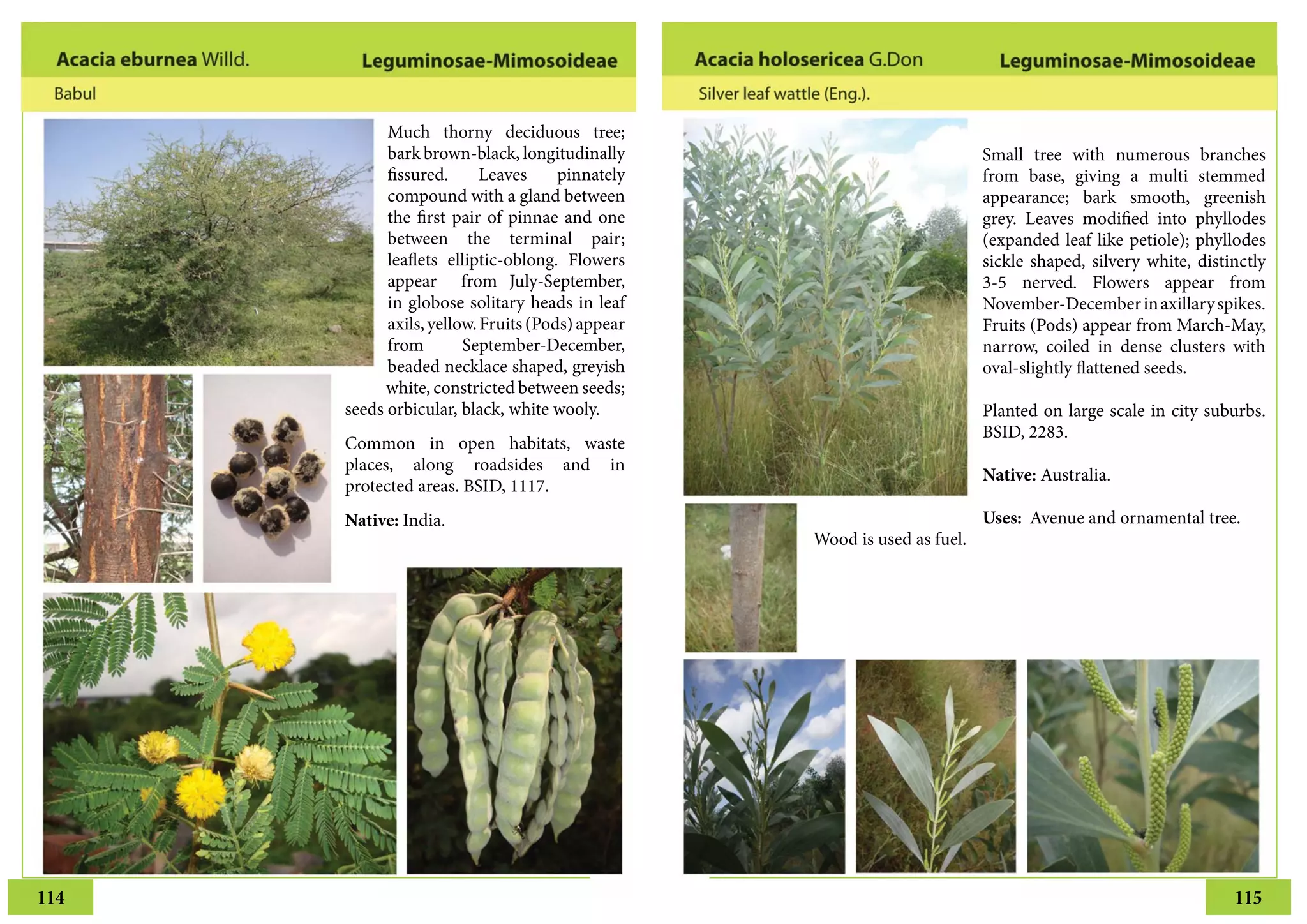 Trees of hyderabad | PDF