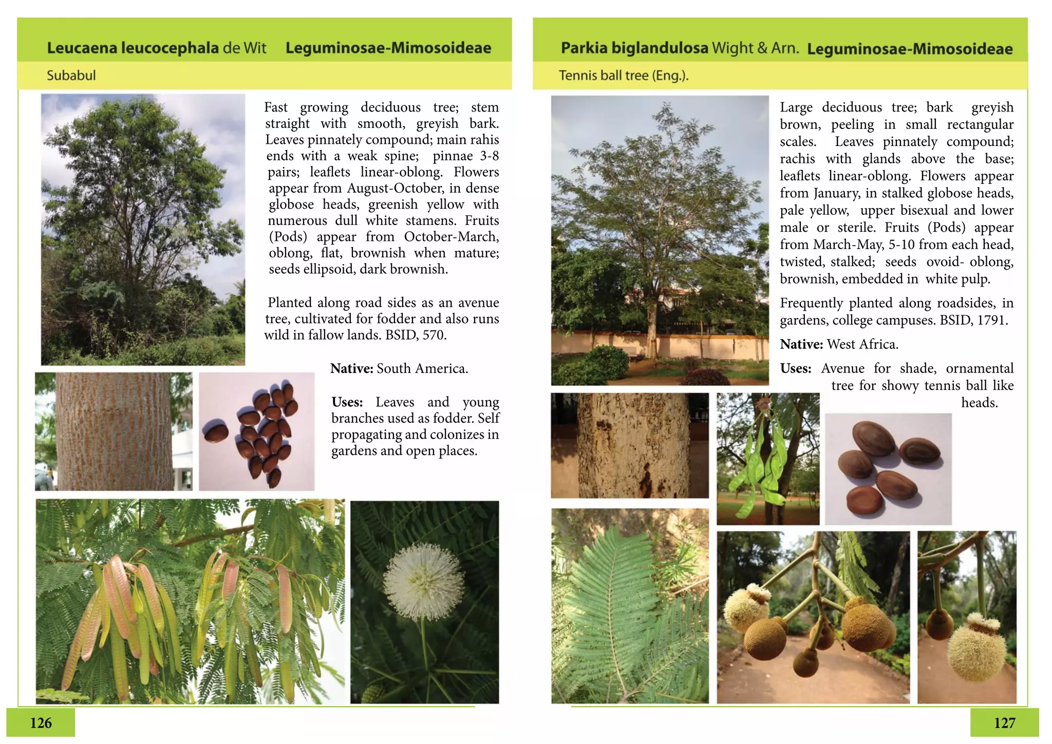 Trees of hyderabad | PDF