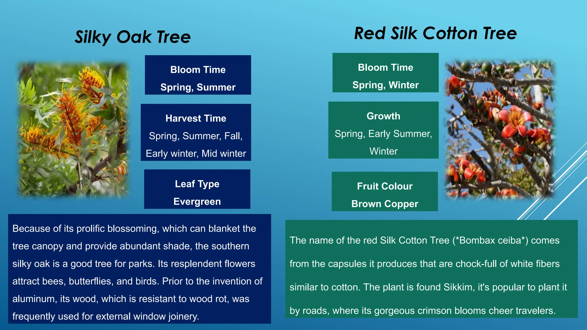 Trees of Sikkim and 2 different trees found in sikkim | PPTX