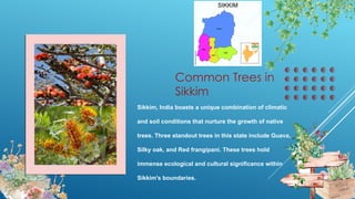 Trees of Sikkim and 2 different trees found in sikkim | PPTX