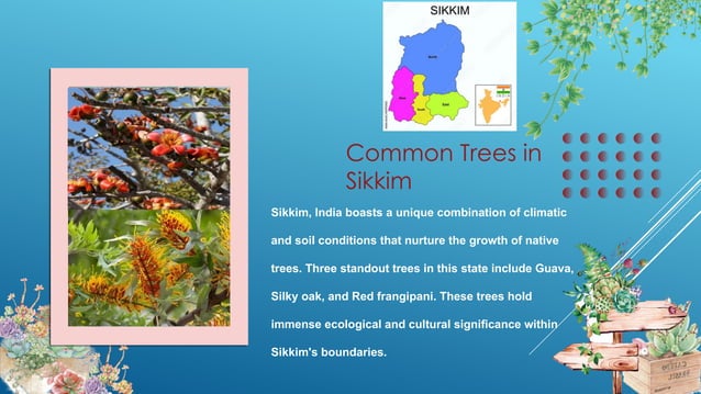 Trees of Sikkim and 2 different trees found in sikkim | PPT