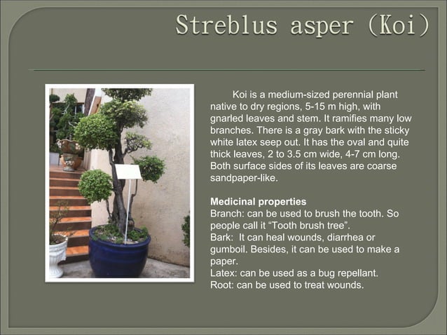 Trees of suankularb wittayalai school by group bee | PPT