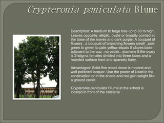 Trees of suankularb wittayalai school by group bee | PPT