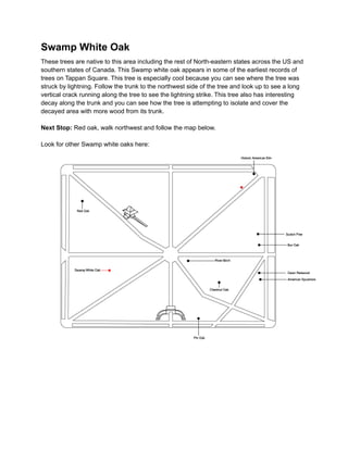 Trees of Tappan Square | PDF