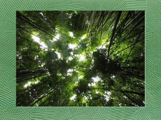 Trees of the world | PPT