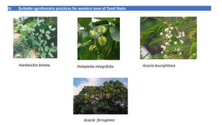 Tree species .pptx | Landscaping | Home & Garden