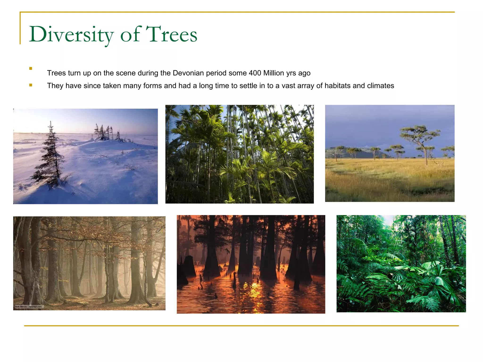 Working with trees | PPT
