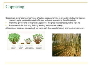 Working with trees | PPT