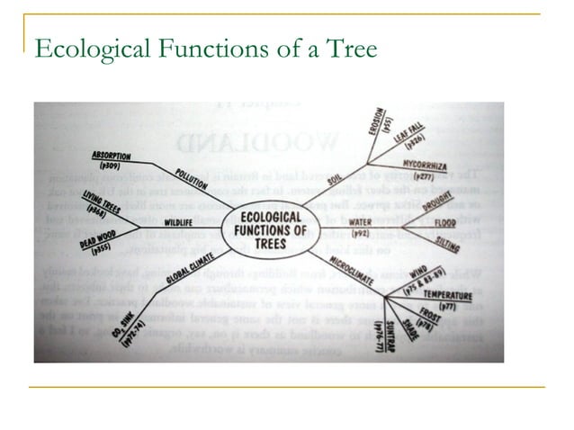 Working with trees | PPT