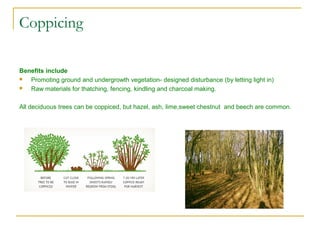 Trees power point | PPT | Gardening | Home & Garden