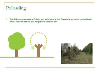 Trees power point | PPT | Gardening | Home & Garden