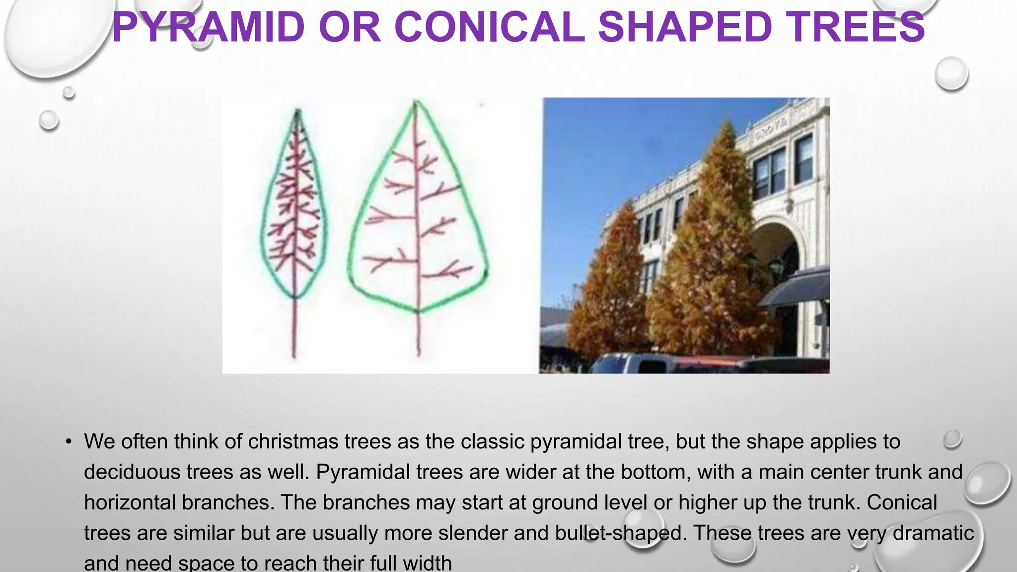 Ornamental trees in landscape india.pptx