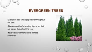 Ornamental trees in landscape india.pptx