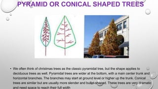 Ornamental trees in landscape india.pptx