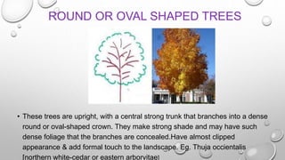 Ornamental trees in landscape india.pptx