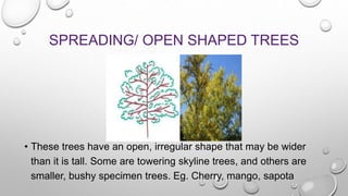Ornamental trees in landscape india.pptx