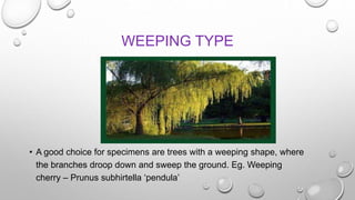 Ornamental trees in landscape india.pptx