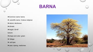 Ornamental trees in landscape india.pptx