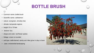 Ornamental trees in landscape india.pptx