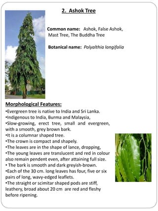 Trees presentation (1) | PPTX