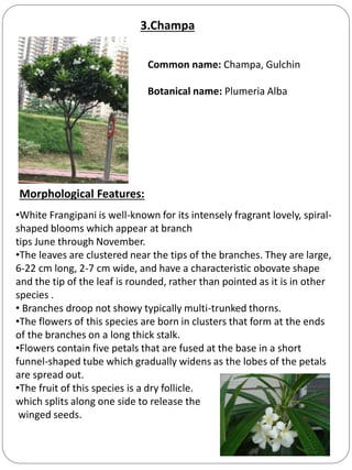 Trees presentation (1) | PPTX