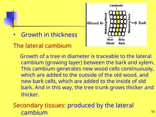 Wood Science Parts of the Tree Stem .ppt