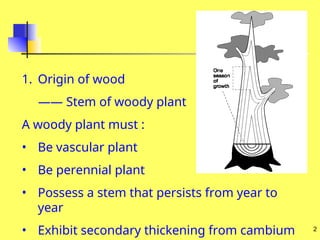 Wood Science Parts of the Tree Stem .ppt