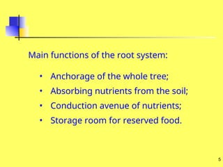 Wood Science Parts of the Tree Stem .ppt