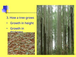 Wood Science Parts of the Tree Stem .ppt