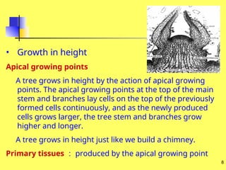 Wood Science Parts of the Tree Stem .ppt