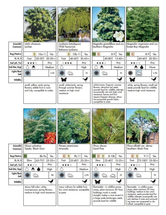 Trees used in florida