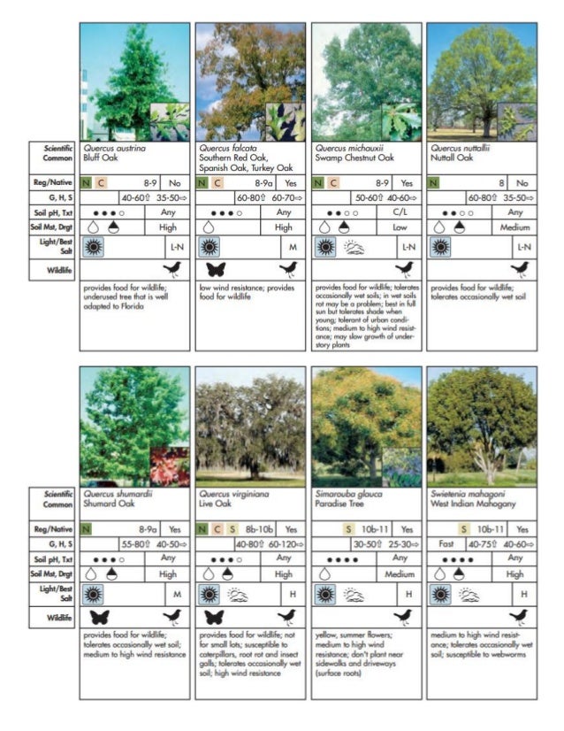 Trees used in florida