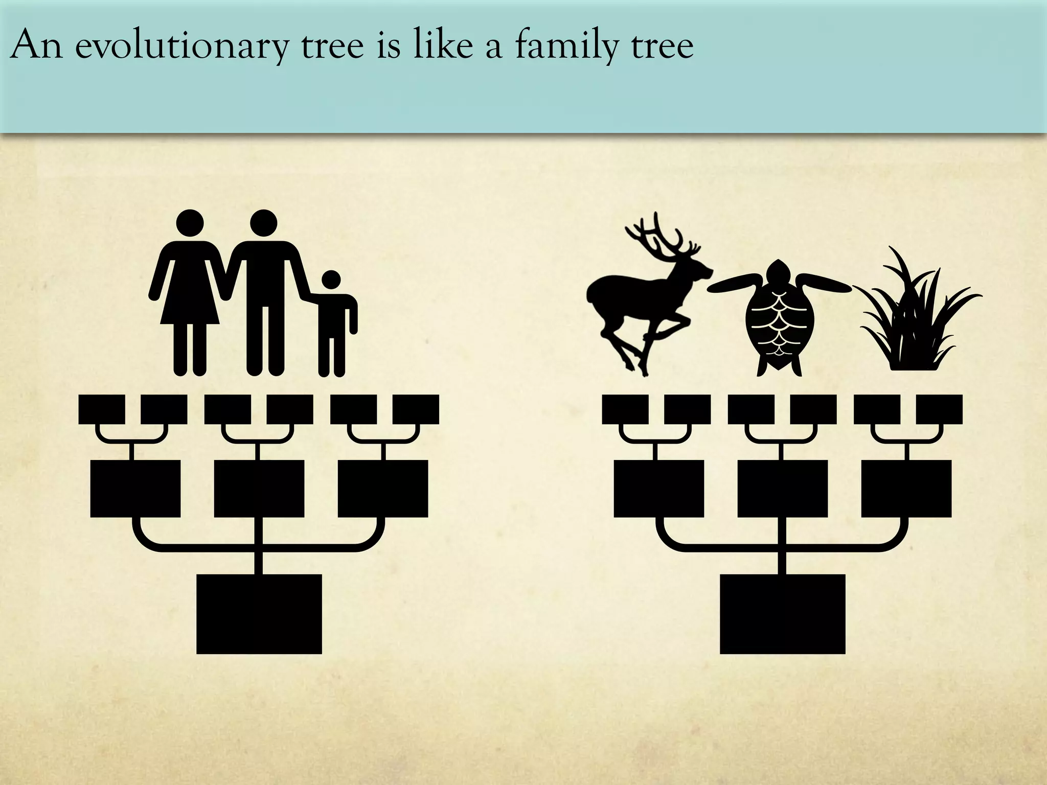 Tree Thinking Demo | PDF