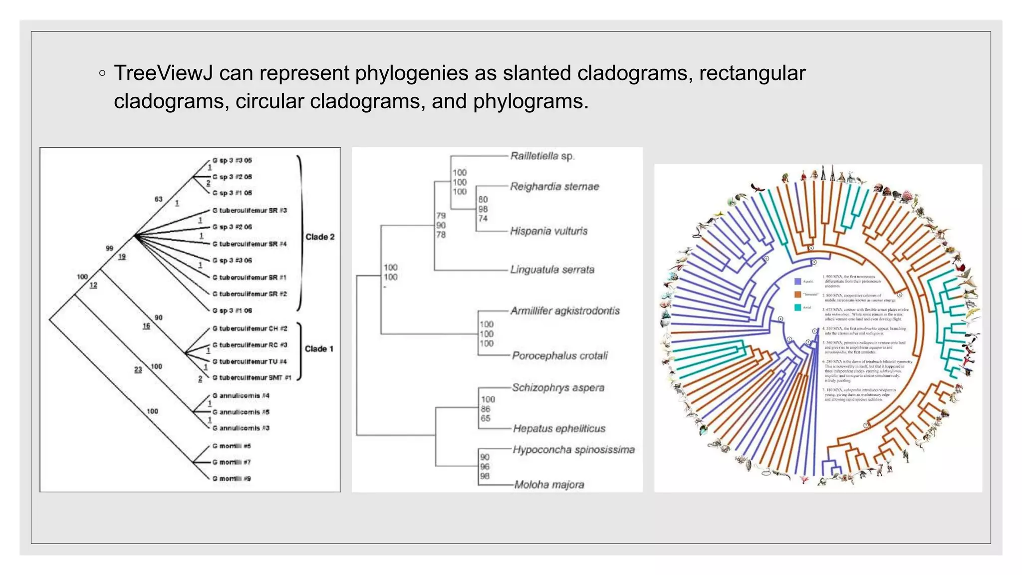 Phylogenetic Tree viewing softwares | PPT