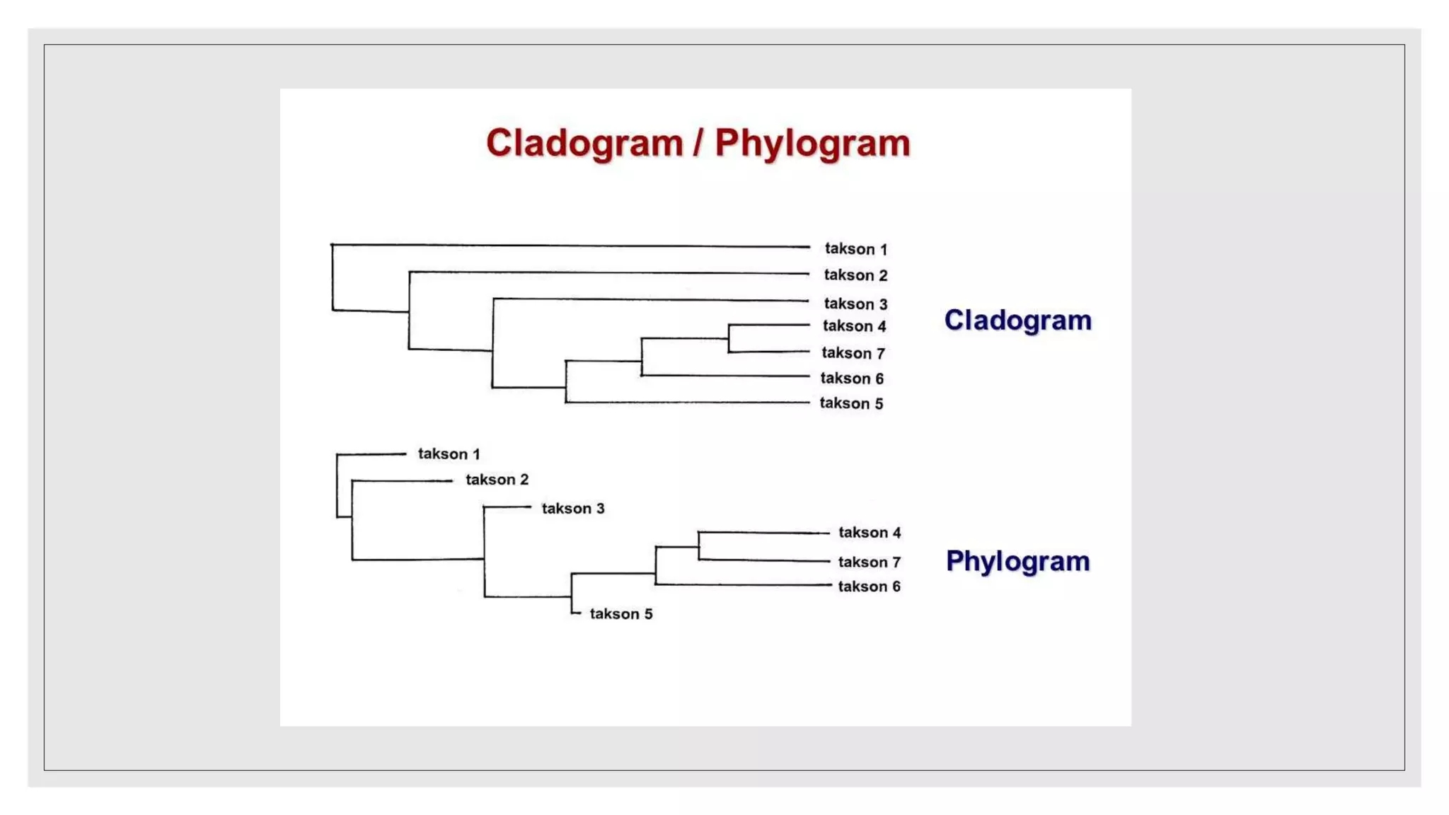 Phylogenetic Tree viewing softwares | PPT