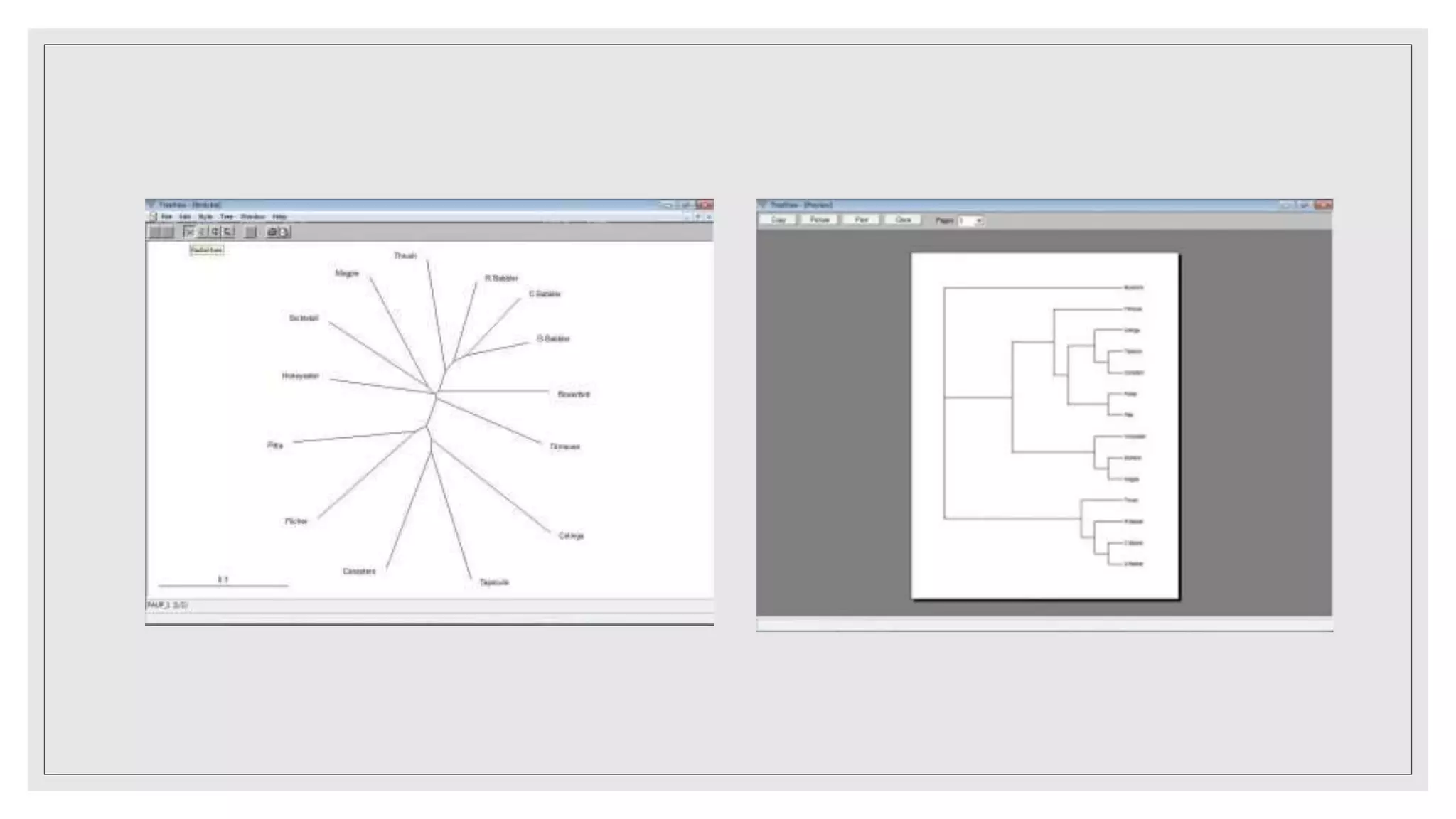 Phylogenetic Tree viewing softwares | PPT