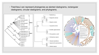 Phylogenetic Tree viewing softwares | PPT