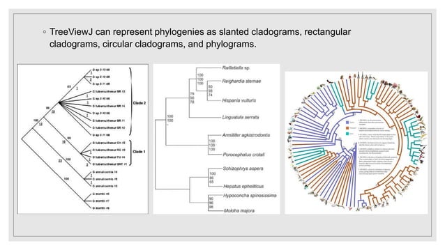 Phylogenetic Tree viewing softwares | PPT