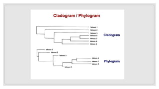 Phylogenetic Tree viewing softwares | PPT