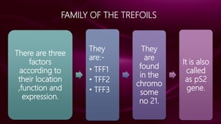 Trefoil factor | PPT